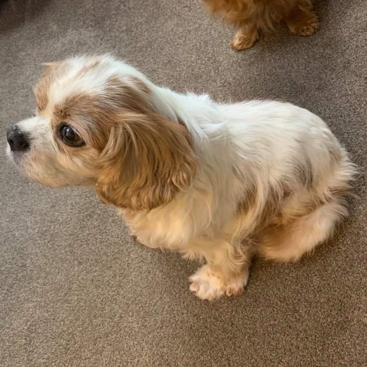 Bliss Cavalier Fat Club - Bliss Cavalier Rescue