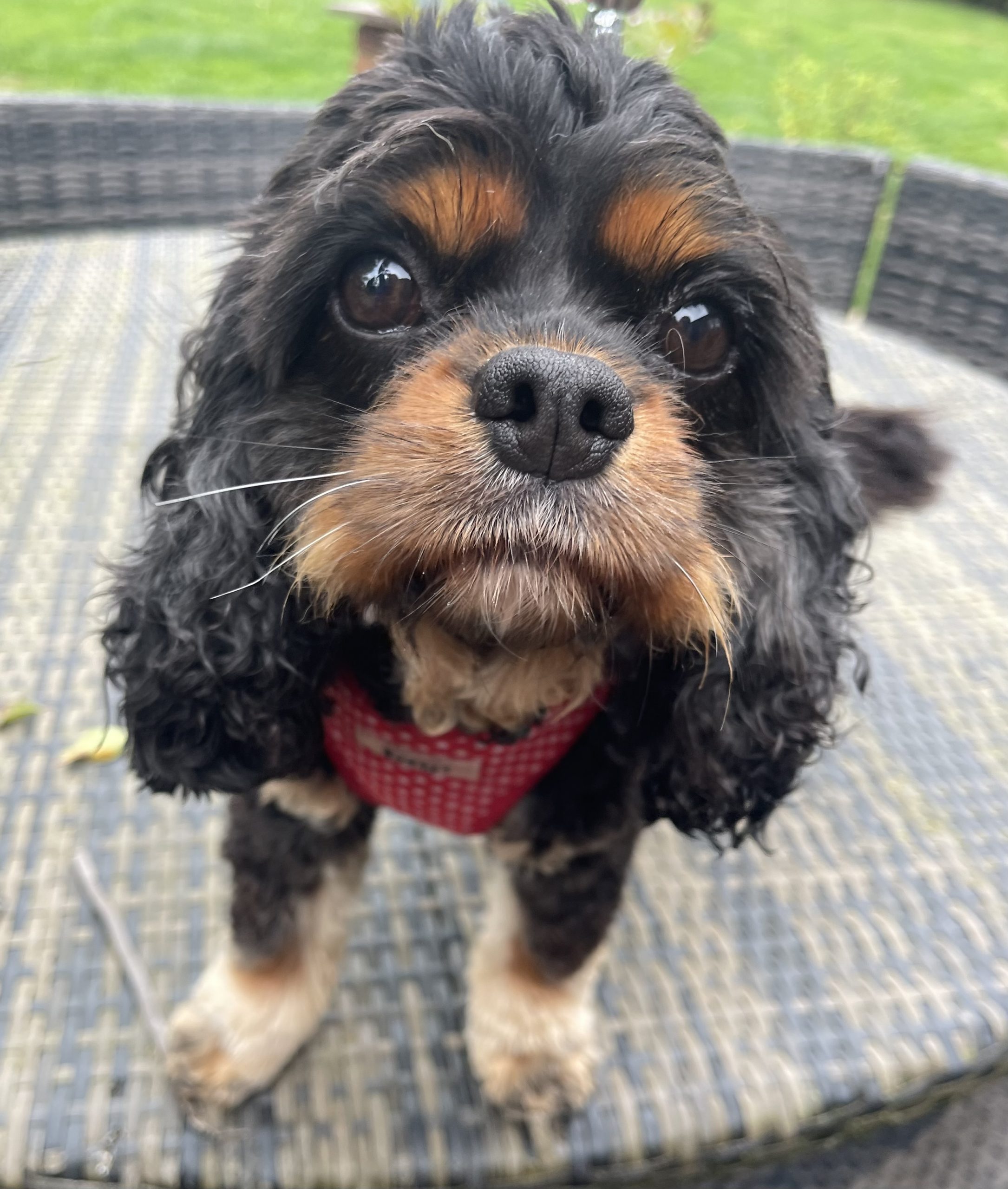 Hetty - Adopted - Bliss Cavalier Rescue