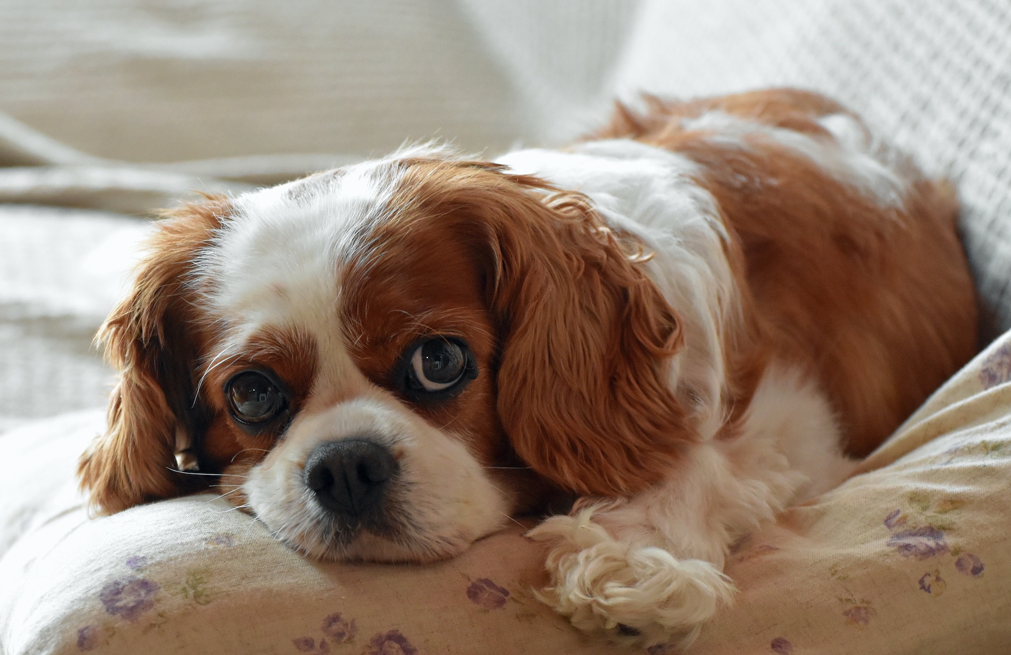 Chronic pancreatitis in Cavalier King Charles Spaniels - Bliss Cavalier ...