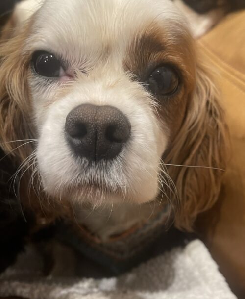 Dry Eye in Cavaliers: Symptoms, Treatment - Bliss Cavalier Rescue