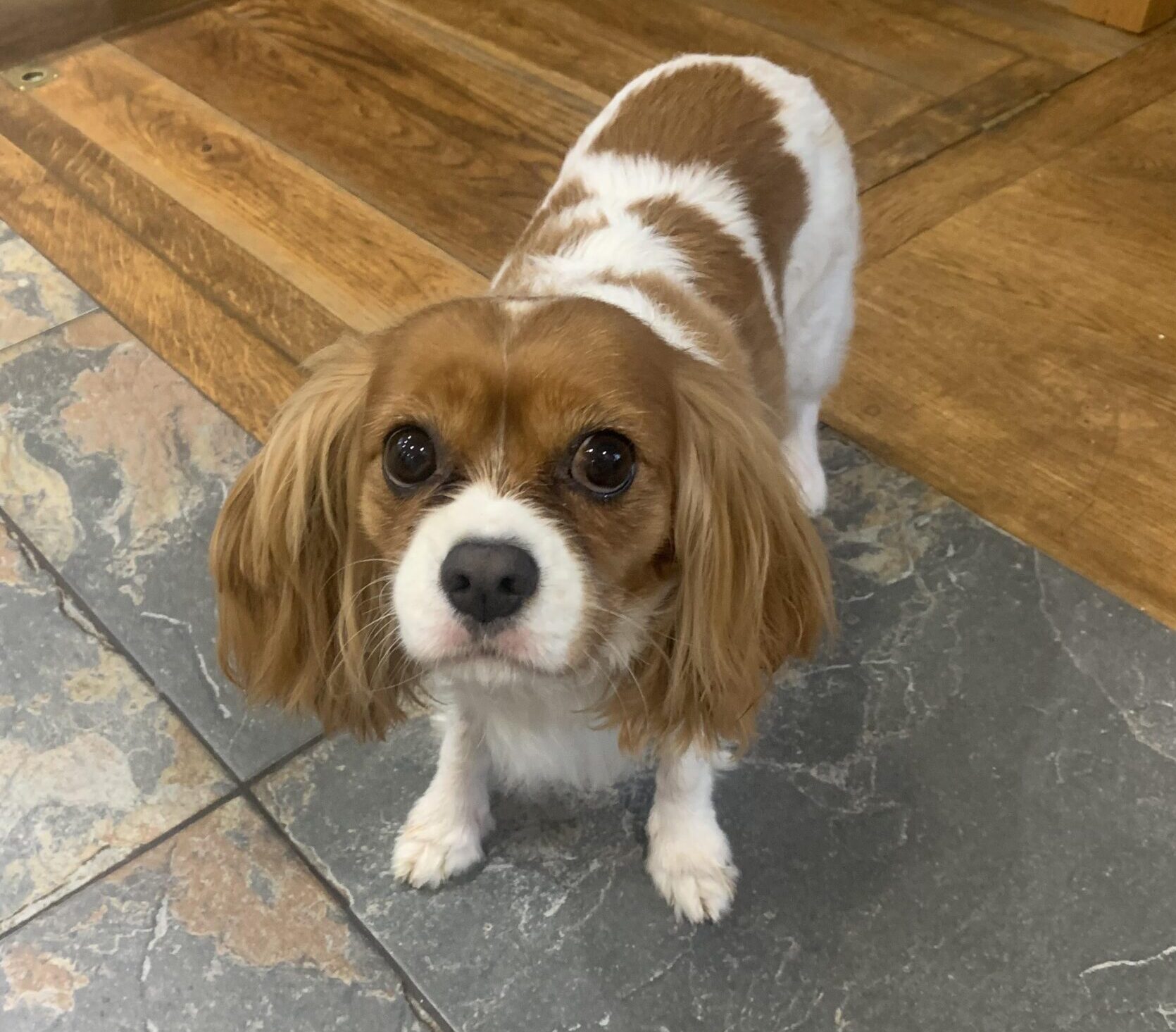 Lily - Adopted - Bliss Cavalier Rescue