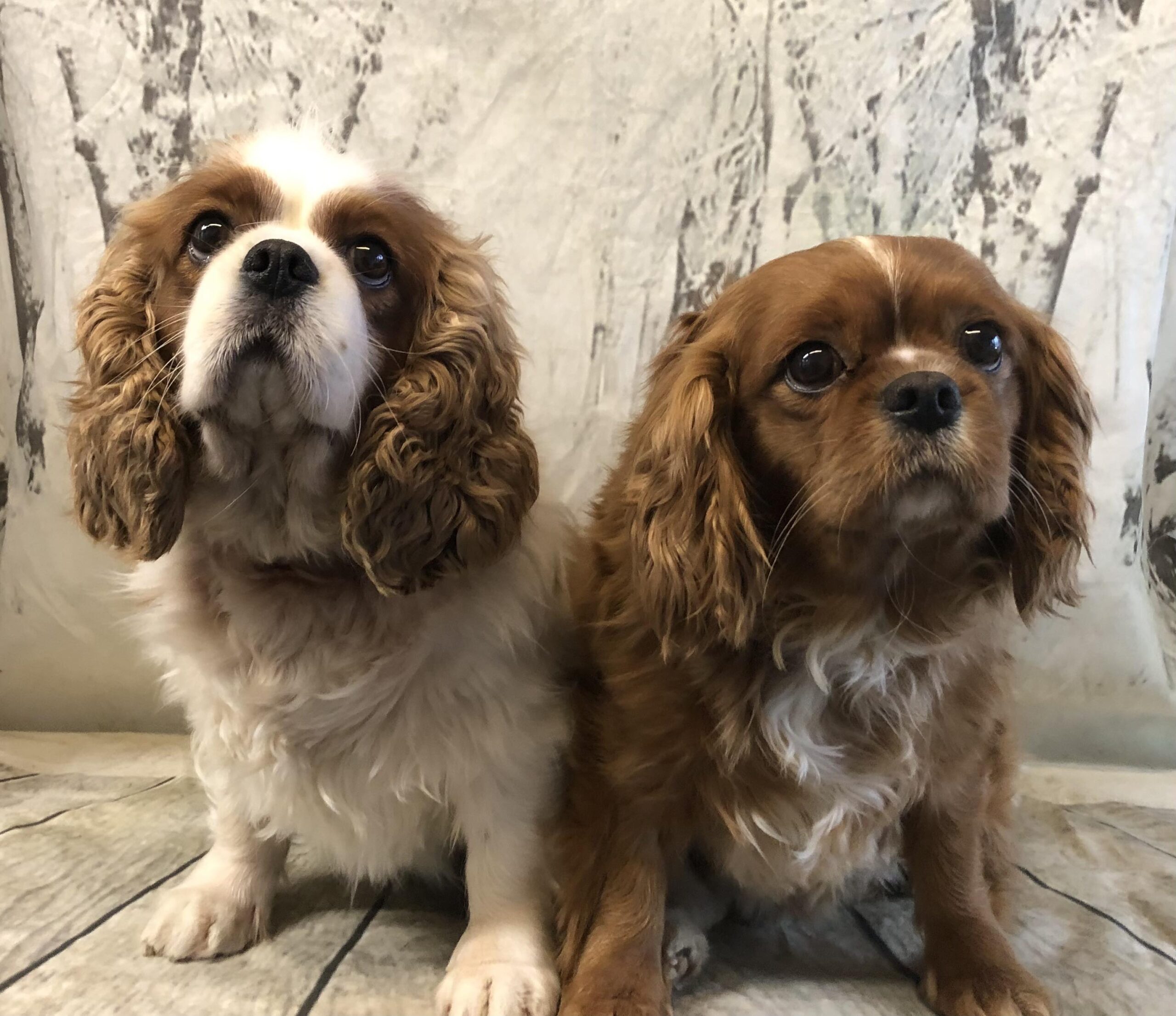 Lucy and Betsy - Adopted - Bliss Cavalier Rescue