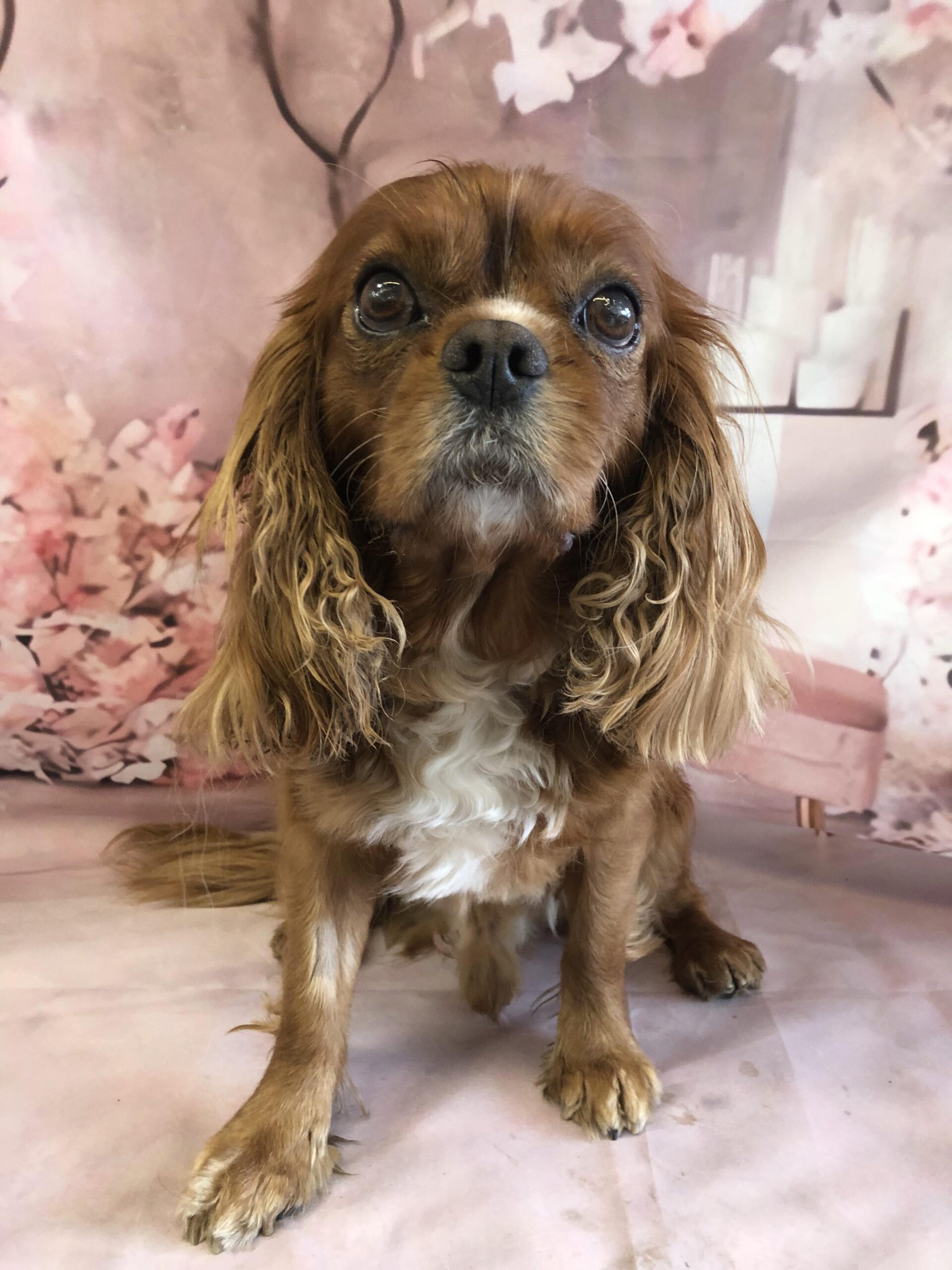 Roy - Adopted - Bliss Cavalier Rescue