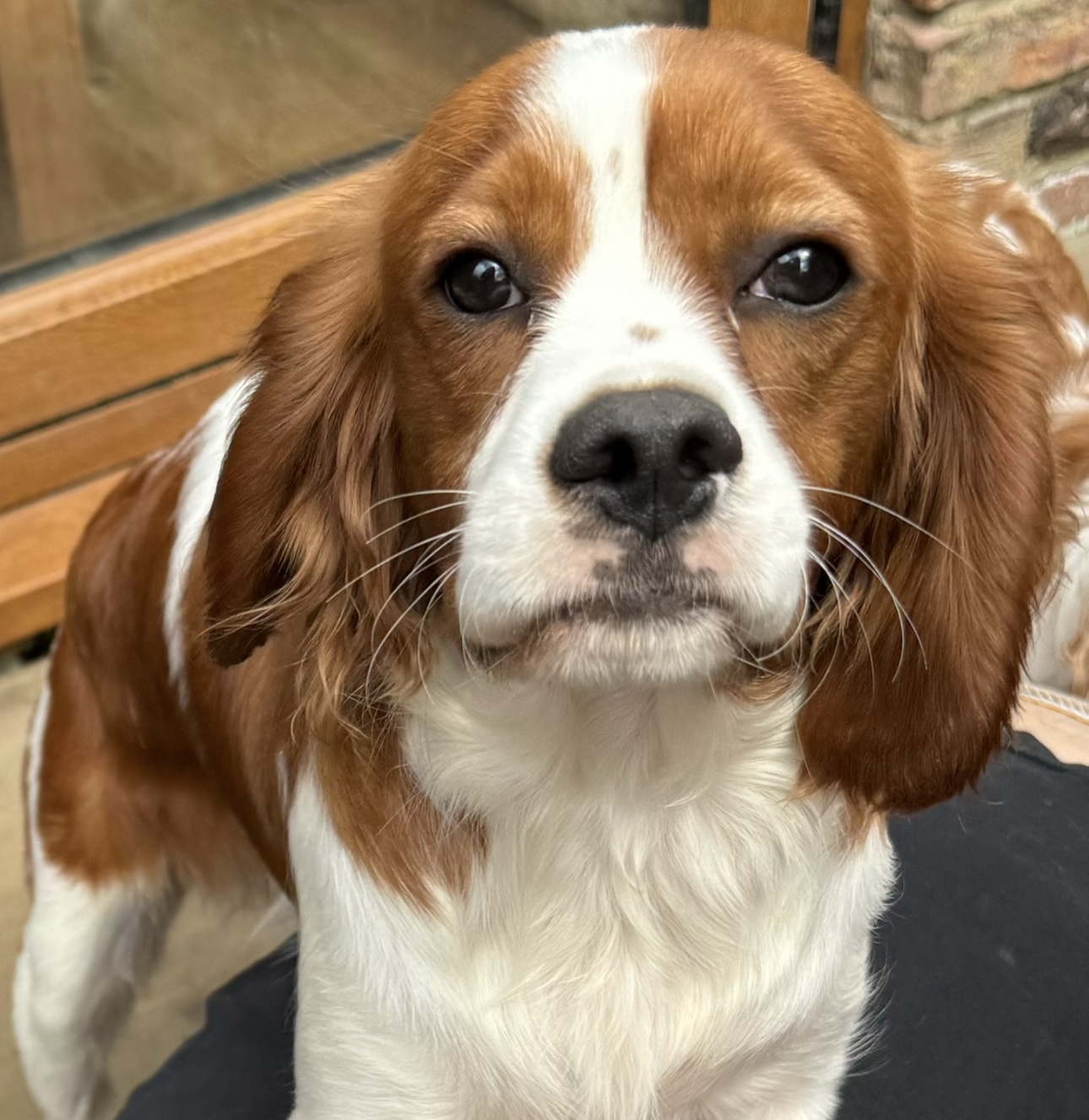 Mylo - Adopted - Bliss Cavalier Rescue