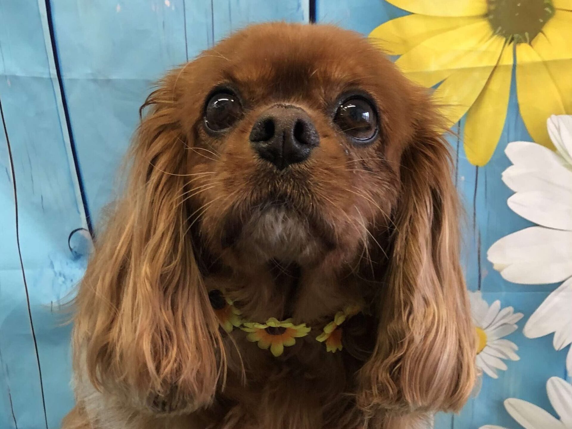 Red - Adopted - Bliss Cavalier Rescue