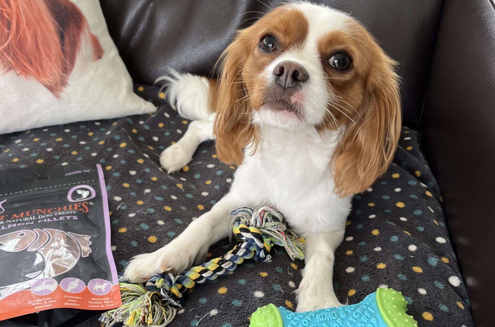 Cooper - Adopted - Bliss Cavalier Rescue