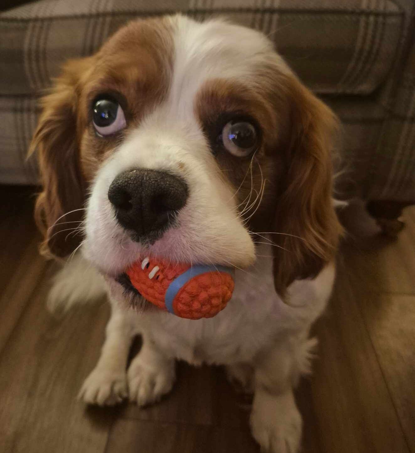 Rory - Adopted - Bliss Cavalier Rescue