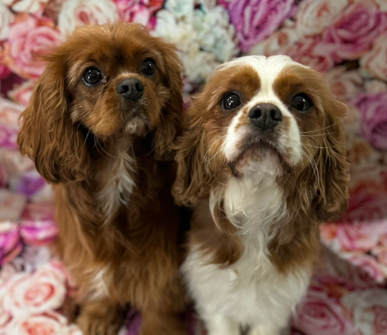 Poppy and Willow - Adopted - Bliss Cavalier Rescue