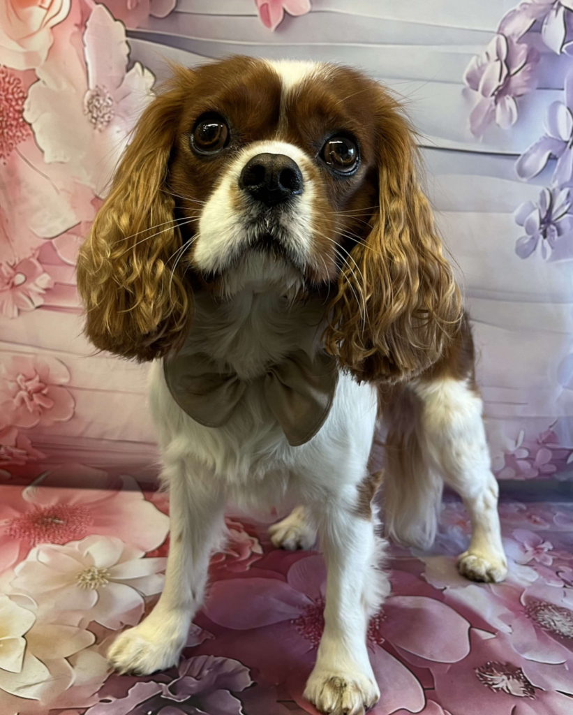 Squidge - Adopted - Bliss Cavalier Rescue