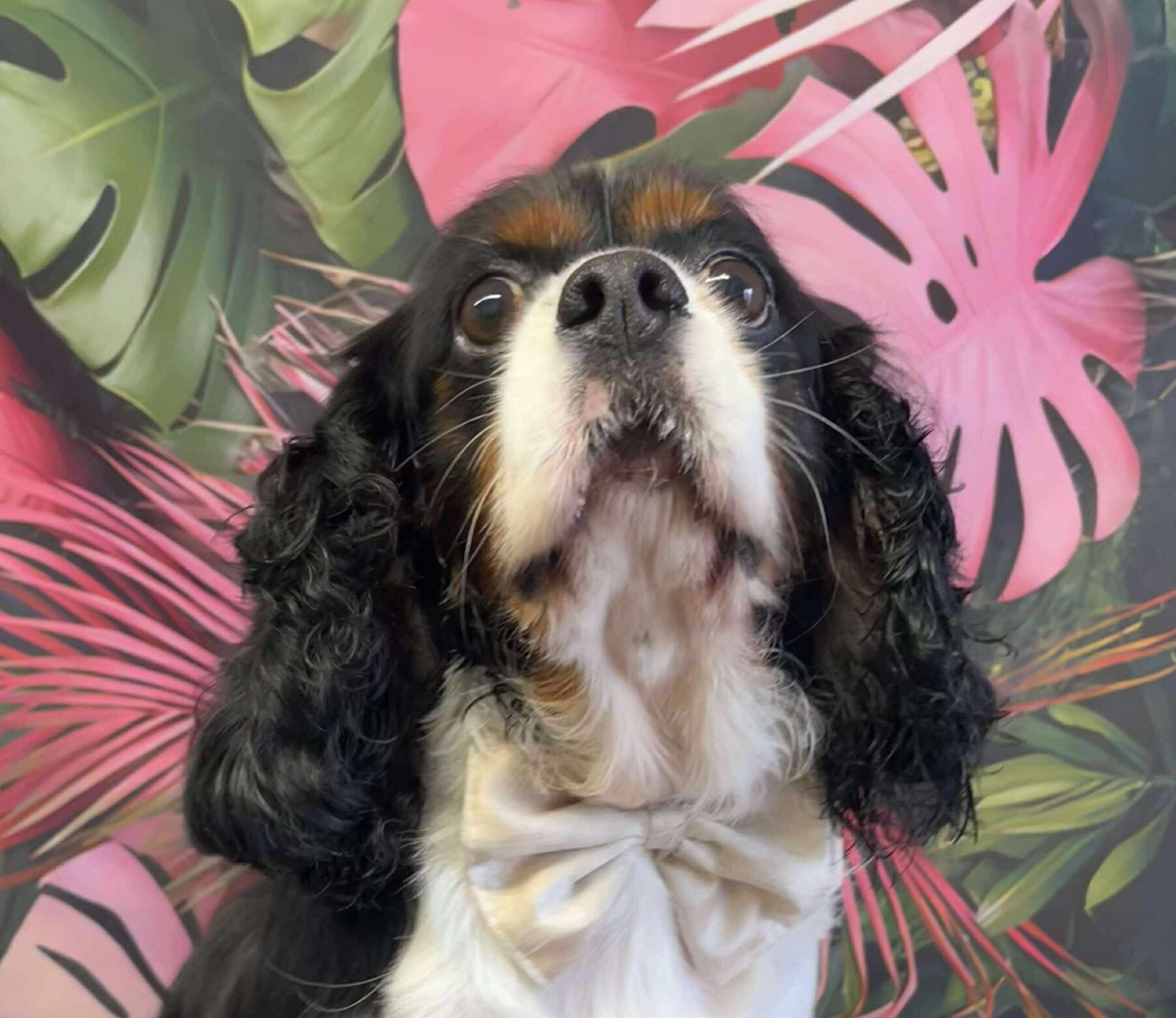 Digby - Available For Adoption - Bliss Cavalier Rescue