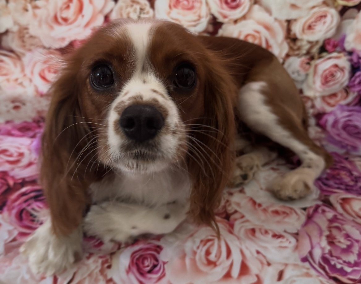 Lilly Bea - Adopted - Bliss Cavalier Rescue