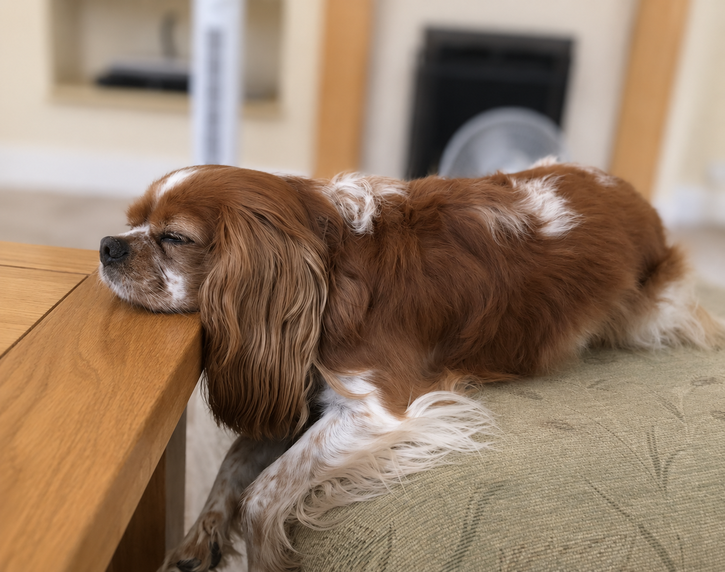 Could Your Cavalier's Sleep Problems Be a Sign of Pain? | Bliss ...