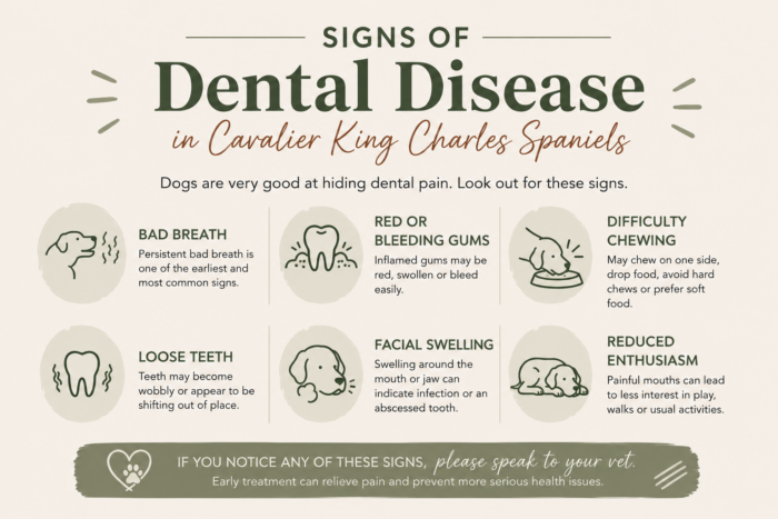 Dental Disease in Cavalier King Charles Spaniels – Bliss Cavalier Rescue